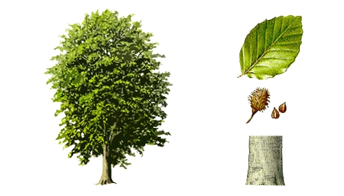 de eik is de koning der bomen de beuk noemen ze wel de keizer als een ...