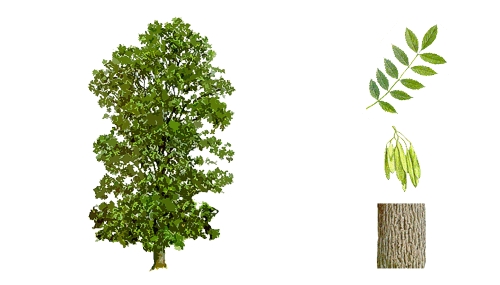 het vinden van een even geveerd essenblad zou volgens een oude spreuk ...