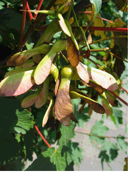 Gevleugelde vruchten