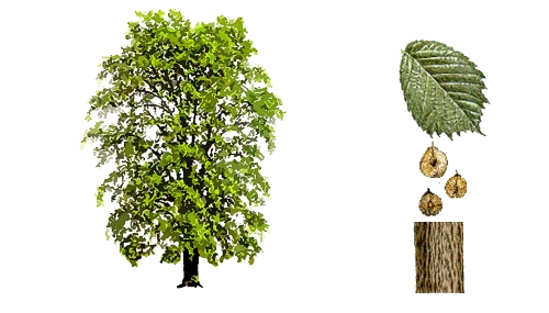 ja de olm waar de uil uit het liedje in zat de naam olm wordt echter ...