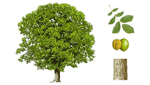 In de herfst kan er weer volop gesmuld worden van allerlei vruchtbomen ...